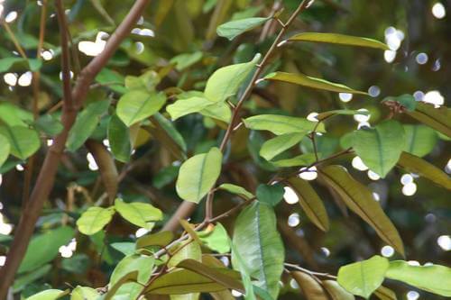 Ratalawulu | Star Apple Tree | Chrysophyllum cainito | Trees in Sri Lanka