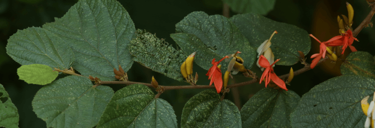 Plant Quiz | Test Knowledge on Trees and Plants of Sri Lanka | Dilmah
