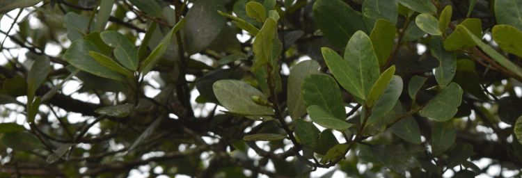 Plant Quiz | Test Knowledge on Trees and Plants of Sri Lanka | Dilmah