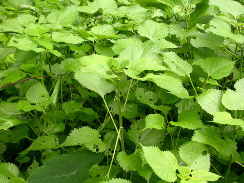 Detta | Ramie Tree | Boehmeria nivea | Trees in Sri Lanka