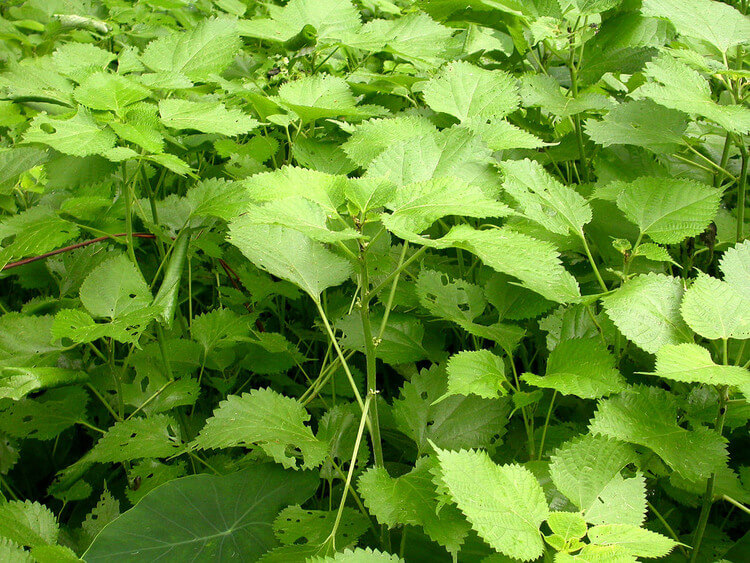 Plant Quiz | Test Knowledge on Trees and Plants of Sri Lanka | Dilmah