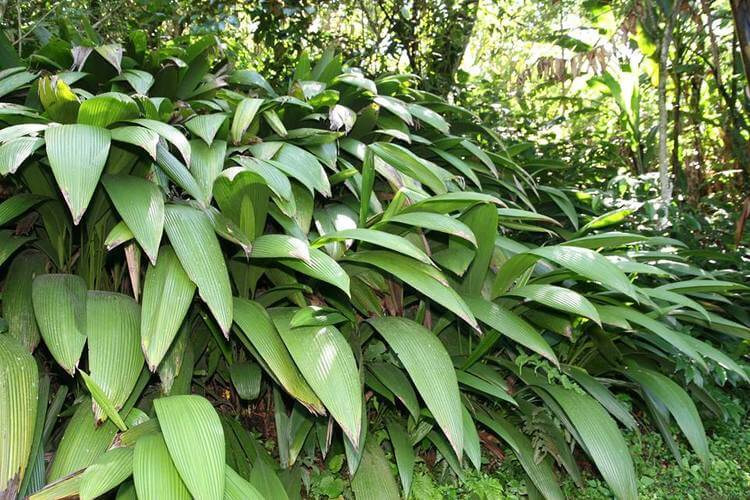 Plant Quiz | Test Knowledge on Trees and Plants of Sri Lanka | Dilmah