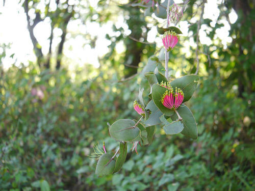 Delum Pilia | Neem Mistletoe Tree | Dendrophthoe falcate | Trees in Sri ...