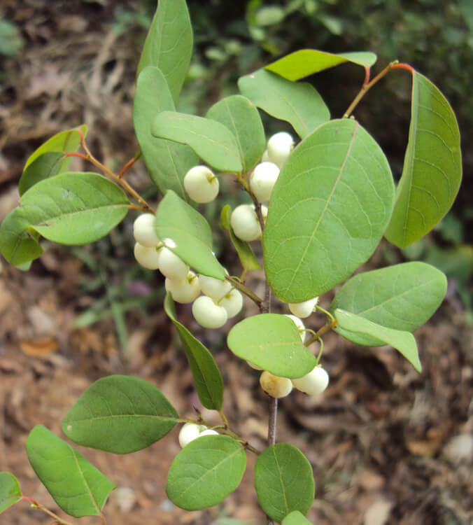 Plant Quiz | Test Knowledge on Trees and Plants of Sri Lanka | Dilmah