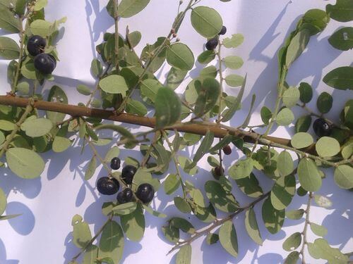 Welkayila | Black Honey Shrub Tree | Phyllanthus reticulatus | Trees in ...