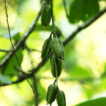 Goda Midella | Common Putat Tree | Barringtonia racemosa | Trees in Sri ...
