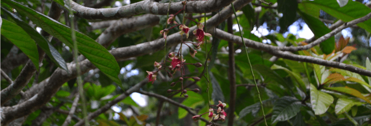 Plant Quiz | Test Knowledge on Trees and Plants of Sri Lanka | Dilmah