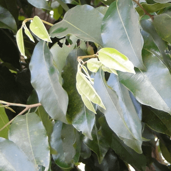 Muna Mal | Spanish Cherry Tree | Mimusops elengi | Trees in Sri Lanka