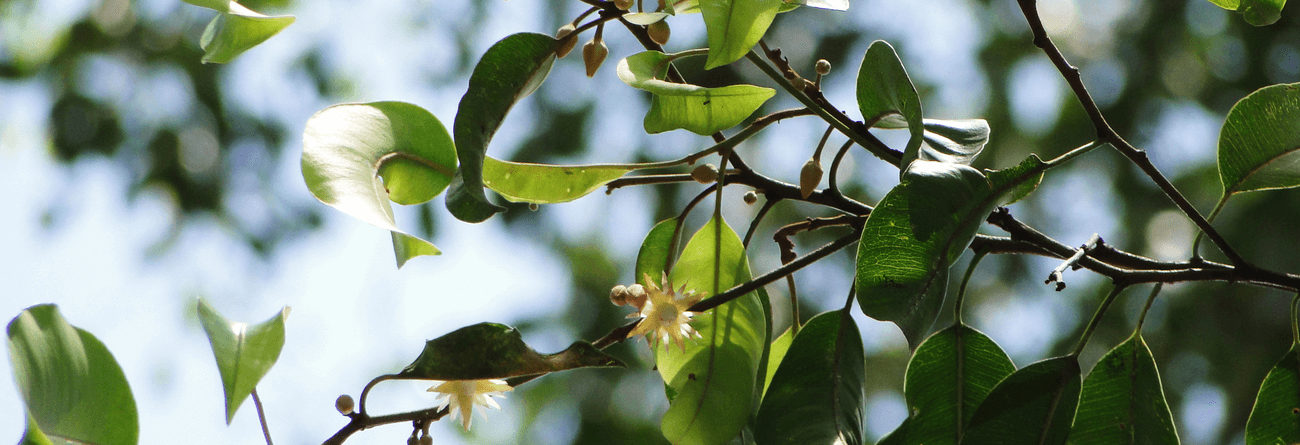 Muna Mal | Spanish Cherry Tree | Mimusops elengi | Trees in Sri Lanka