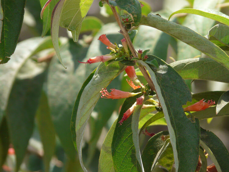 Plant Quiz | Test Knowledge on Trees and Plants of Sri Lanka | Dilmah