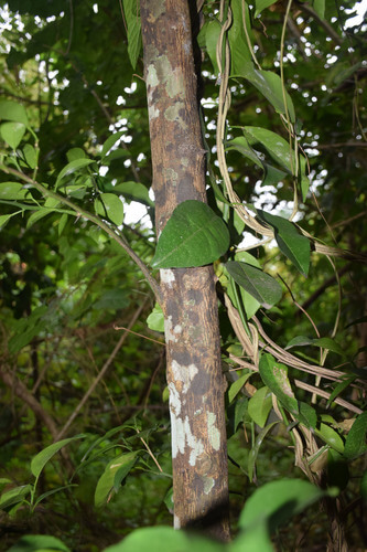 Dodan Pana | Ash Sheora Tree | Glycosmis pentaphylla | Trees in Sri Lanka