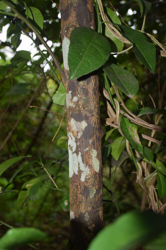 Dodan Pana | Ash Sheora Tree | Glycosmis pentaphylla | Trees in Sri Lanka