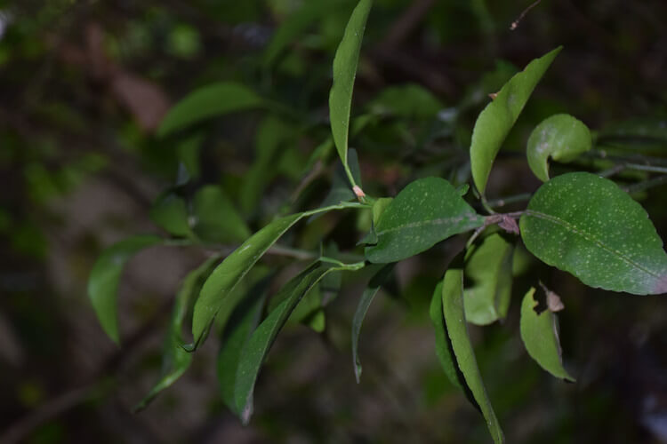 Plant Quiz | Test Knowledge on Trees and Plants of Sri Lanka | Dilmah