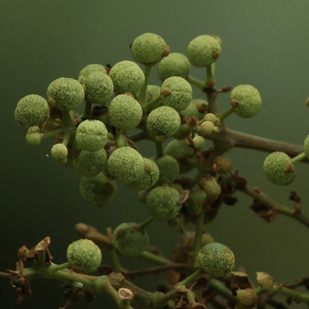 Path Kenda | Chandada Tree | Macaranga peltata | Trees in Sri Lanka
