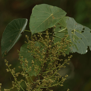 Path Kenda | Chandada Tree | Macaranga peltata | Trees in Sri Lanka
