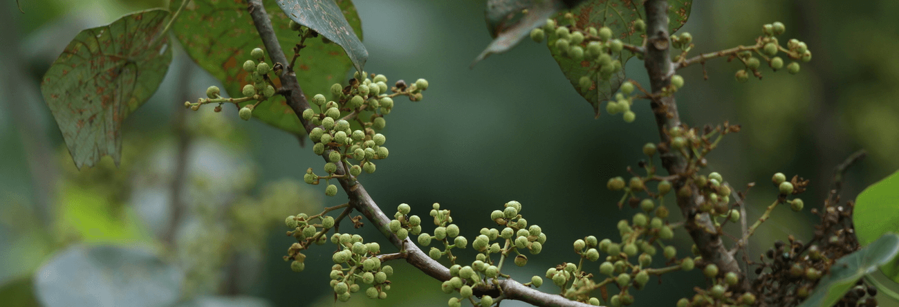 Path Kenda | Chandada Tree | Macaranga peltata | Trees in Sri Lanka