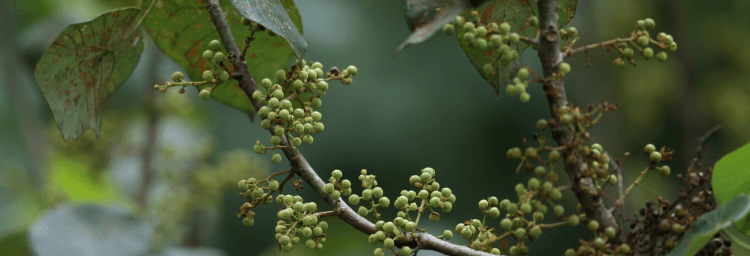 Plant Quiz | Test Knowledge on Trees and Plants of Sri Lanka | Dilmah