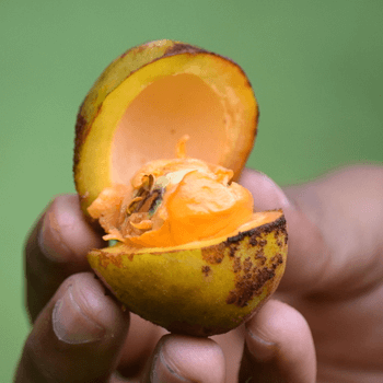 Thalan | Ruk Tree | Horsfieldia iryaghedhi | Trees in Sri Lanka