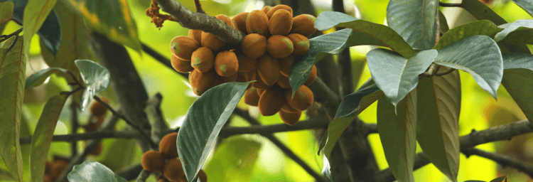 Plant Quiz | Test Knowledge on Trees and Plants of Sri Lanka | Dilmah