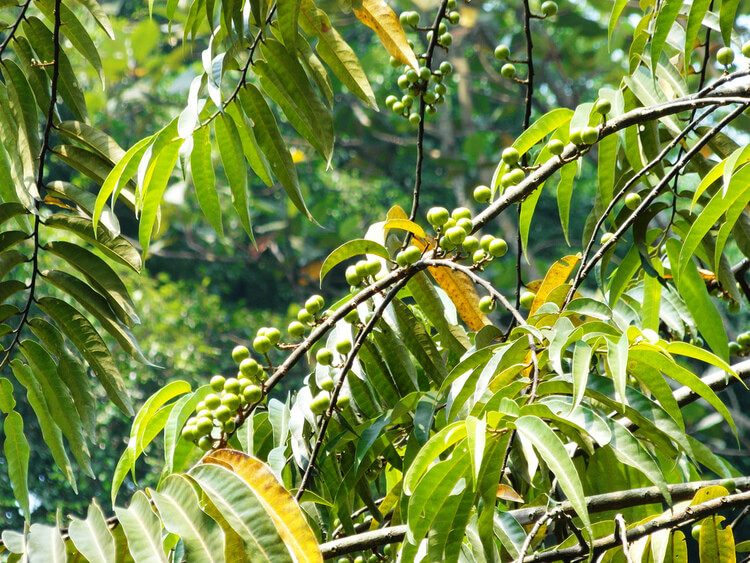 Plant Quiz | Test Knowledge on Trees and Plants of Sri Lanka | Dilmah