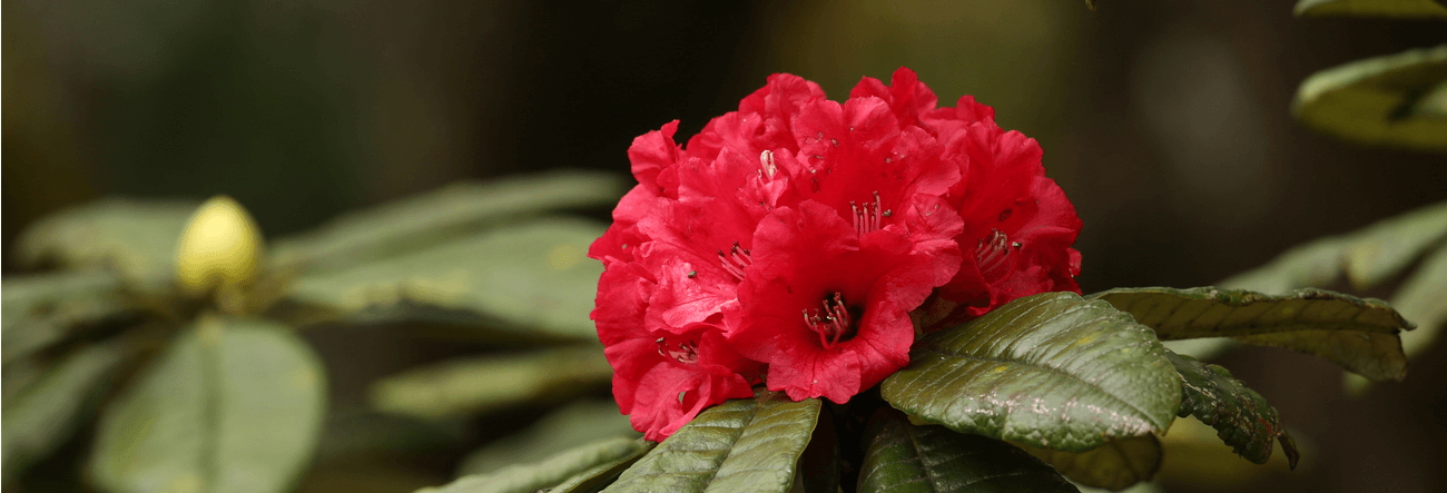 Ma Ratmal | Rhododendron Tree | Rhododendron arboreum | Trees in Sri Lanka