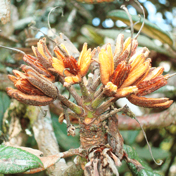Ma Ratmal | Rhododendron Tree | Rhododendron arboreum | Trees in Sri Lanka