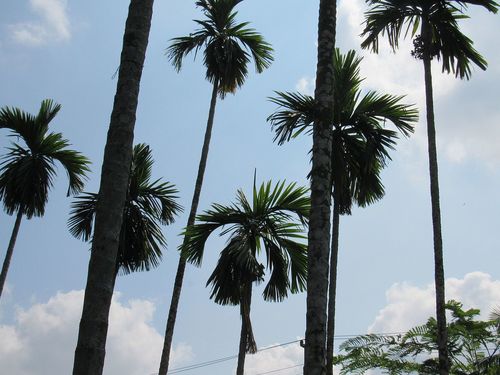 Puwak | Betel Nut Tree | Areca catechu | Trees in Sri Lanka