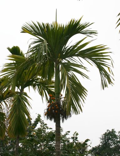 Puwak | Betel Nut Tree | Areca catechu | Trees in Sri Lanka