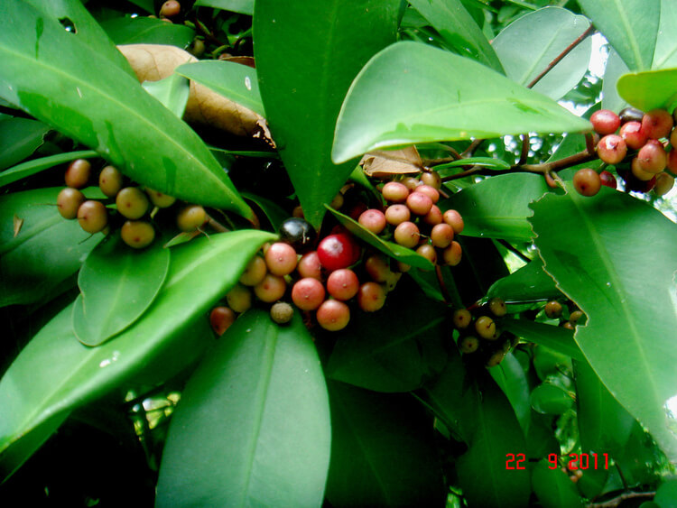 Plant Quiz | Test Knowledge on Trees and Plants of Sri Lanka | Dilmah