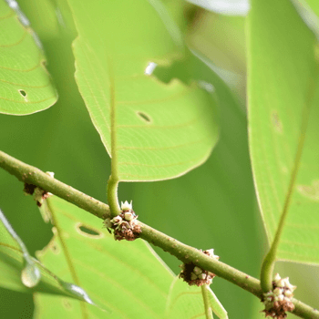 Path Kela | Bridelia moonii | Endemic Trees in Sri Lanka