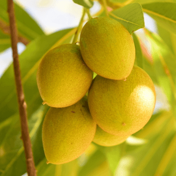 Wal Amba | Ceylon Mango Tree | Mangifera zeylanica | Trees in Sri Lanka