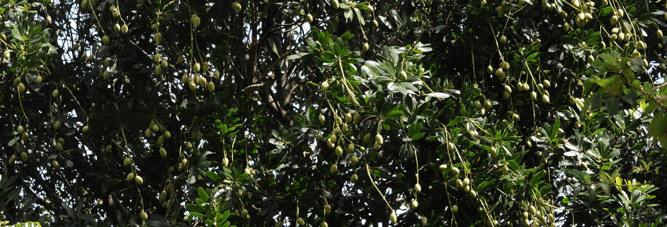Wal Amba | Ceylon Mango Tree | Mangifera zeylanica | Trees in Sri Lanka