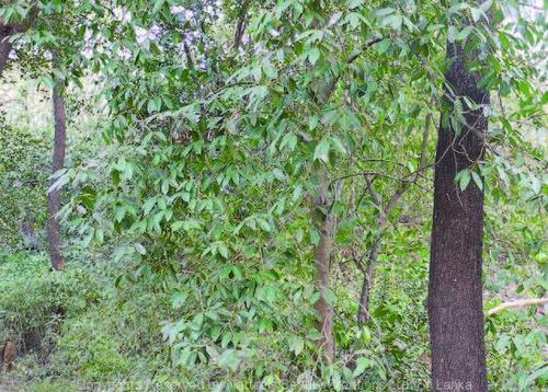 Kebella | Lindley's Aporosa Tree | Aporosa cardiosperma | Trees in Sri ...