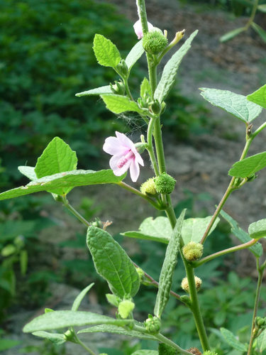 Patta Epala | Caesar Weed Tree | Urena lobata | Trees in Sri Lanka
