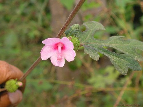 Patta Epala | Caesar Weed Tree | Urena lobata | Trees in Sri Lanka
