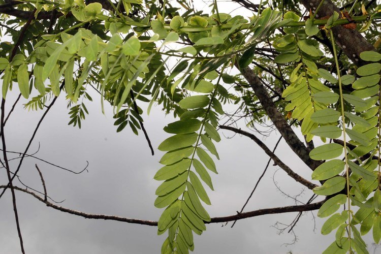 Plant Quiz | Test Knowledge on Trees and Plants of Sri Lanka | Dilmah