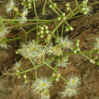 Ma Dan | Java Plum Tree | Syzygium cumini | Trees in Sri Lanka