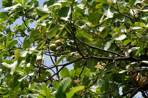 Kahata Tree | Wild Guava Tree | Careya arborea | Trees in Sri Lanka