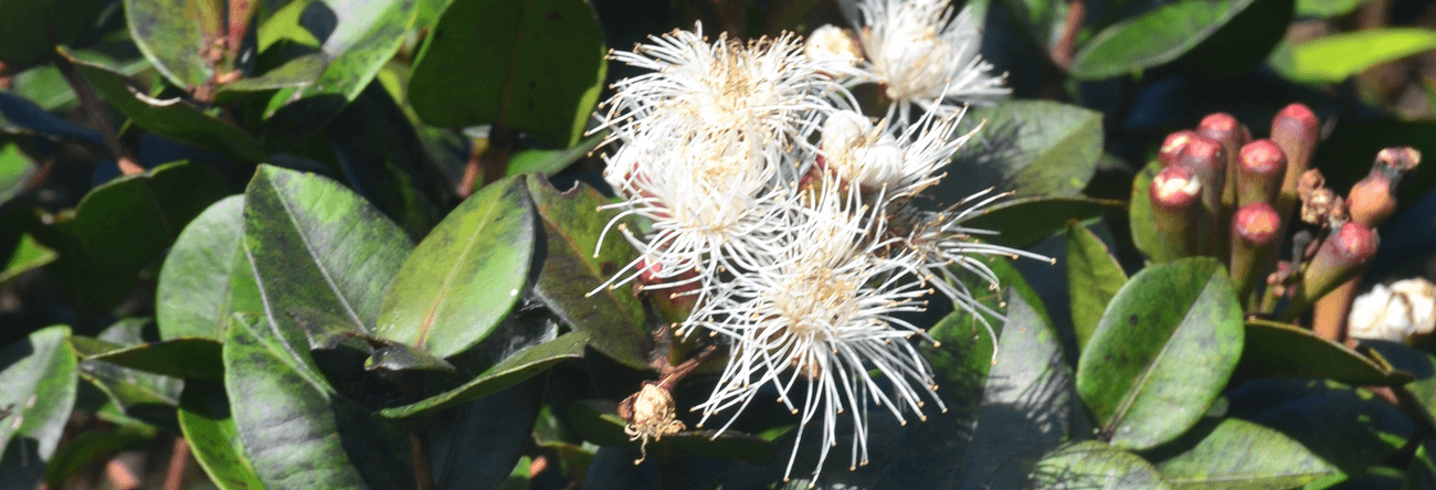 Walkarabu | Wild Clove Tree | Syzygium fergusoni | Trees in Sri Lanka