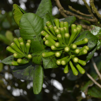 Walkarabu | Wild Clove Tree | Syzygium fergusoni | Trees in Sri Lanka