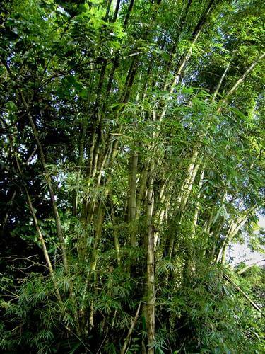 Kaha Una | Yellow Bamboo Tree | Bambusa vulgaris | Trees in Sri Lanka