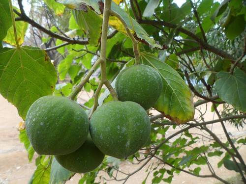 Rata Kekuna | Candlenut Tree | Aleurites moluccana | Trees in Sri Lanka