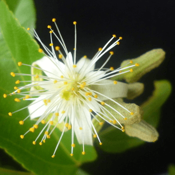 Wel Keliya | Kayyonnar Tree | Grewia orientalis | Trees in Sri Lanka