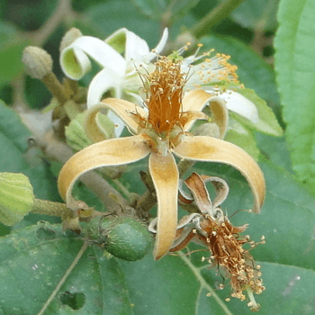 Wel Keliya | Kayyonnar Tree | Grewia orientalis | Trees in Sri Lanka