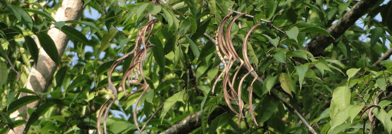 Dunu Madala | Trumpet Flower Tree | Stereospermum personatum | Trees in ...