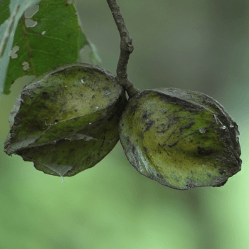 Kumbuk | Arjun Tree | Terminalia arjuna | Trees in Sri Lanka