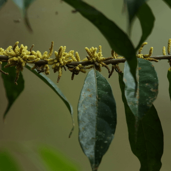 Velmediya | Heen Kebella Tree | Aporusa lanceolata | Trees in Sri Lanka