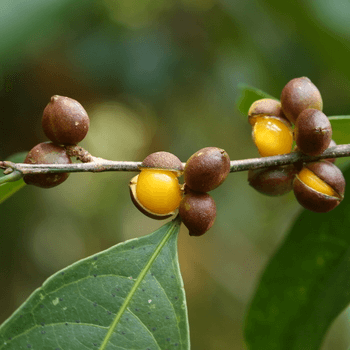 Velmediya | Heen Kebella Tree | Aporusa lanceolata | Trees in Sri Lanka