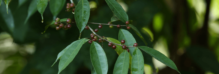 Plant Quiz | Test Knowledge on Trees and Plants of Sri Lanka | Dilmah