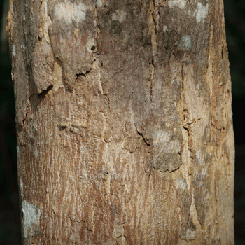 Milla | Peacock Chaste Tree | Vitex altissima | Trees in Sri Lanka